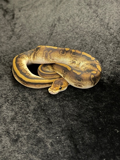 Blackhead Champagne Leopard Ball Python by Cryptic Keepers
