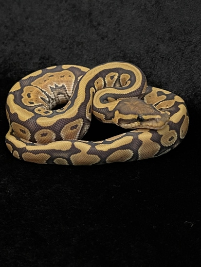 Hypo 66% Het Clown Ball Python by Cryptic Keepers