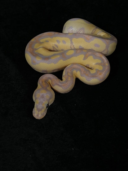 Banana Clown Ball Python by Cryptic Keepers