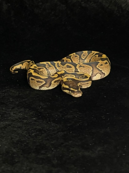 Blackhead Fire Ball Python by Cryptic Keepers