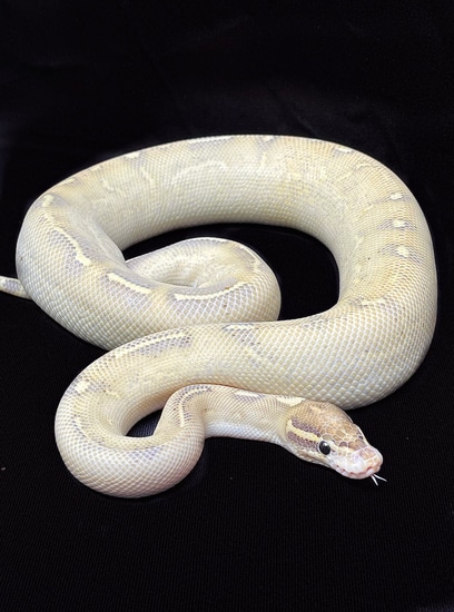 Highway Ball Python by Cryptic Keepers