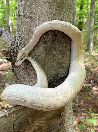 Blackhead Highway Ball Python by Cryptic Keepers
