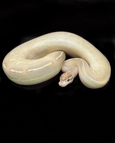 Blackhead Highway Ball Python by Cryptic Keepers