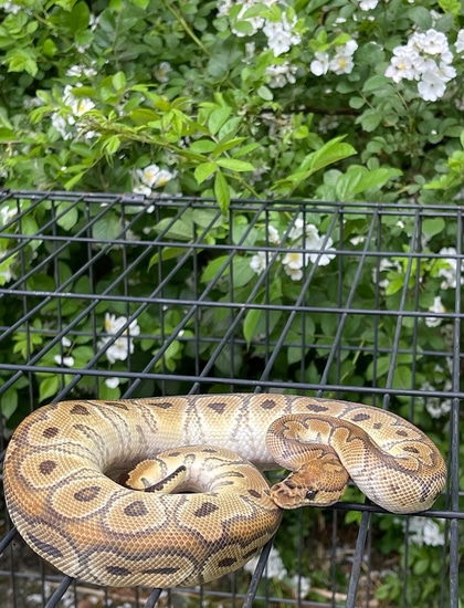 Clown 66 Het Hypo Ball Python by Cryptic Keepers