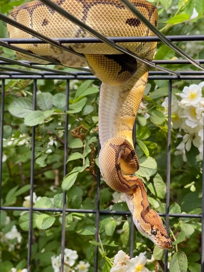 Clown 66 Het Hypo Ball Python by Cryptic Keepers