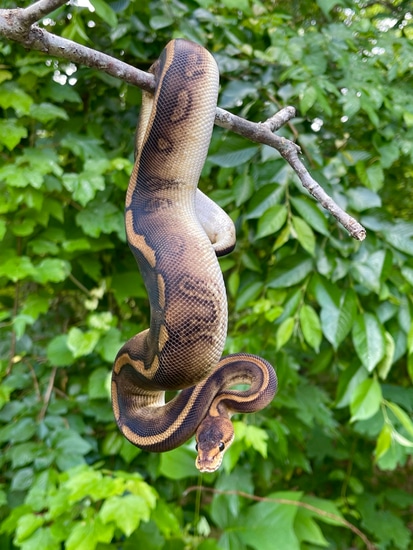 Blackhead Champagne Leopard Ball Python by Cryptic Keepers