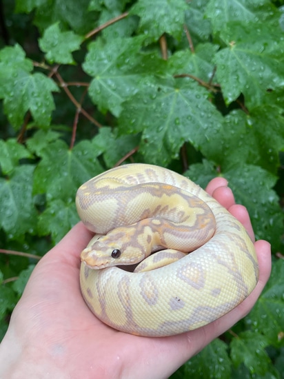 Banana Clown Ball Python by Cryptic Keepers