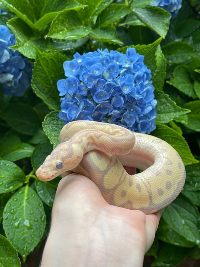 Banana Clown Ball Python by Cryptic Keepers