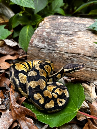 Pastel 100 Het Desert Ghost Ball Python by Cryptic Keepers