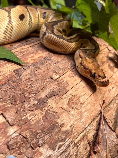 Clown 66 Hypo Ball Python by Cryptic Keepers