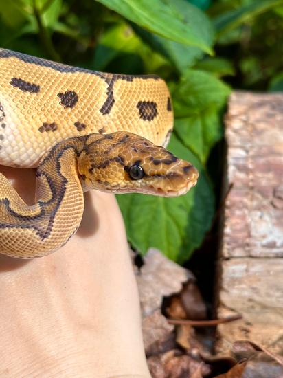 Clown 66 Hypo Ball Python by Cryptic Keepers