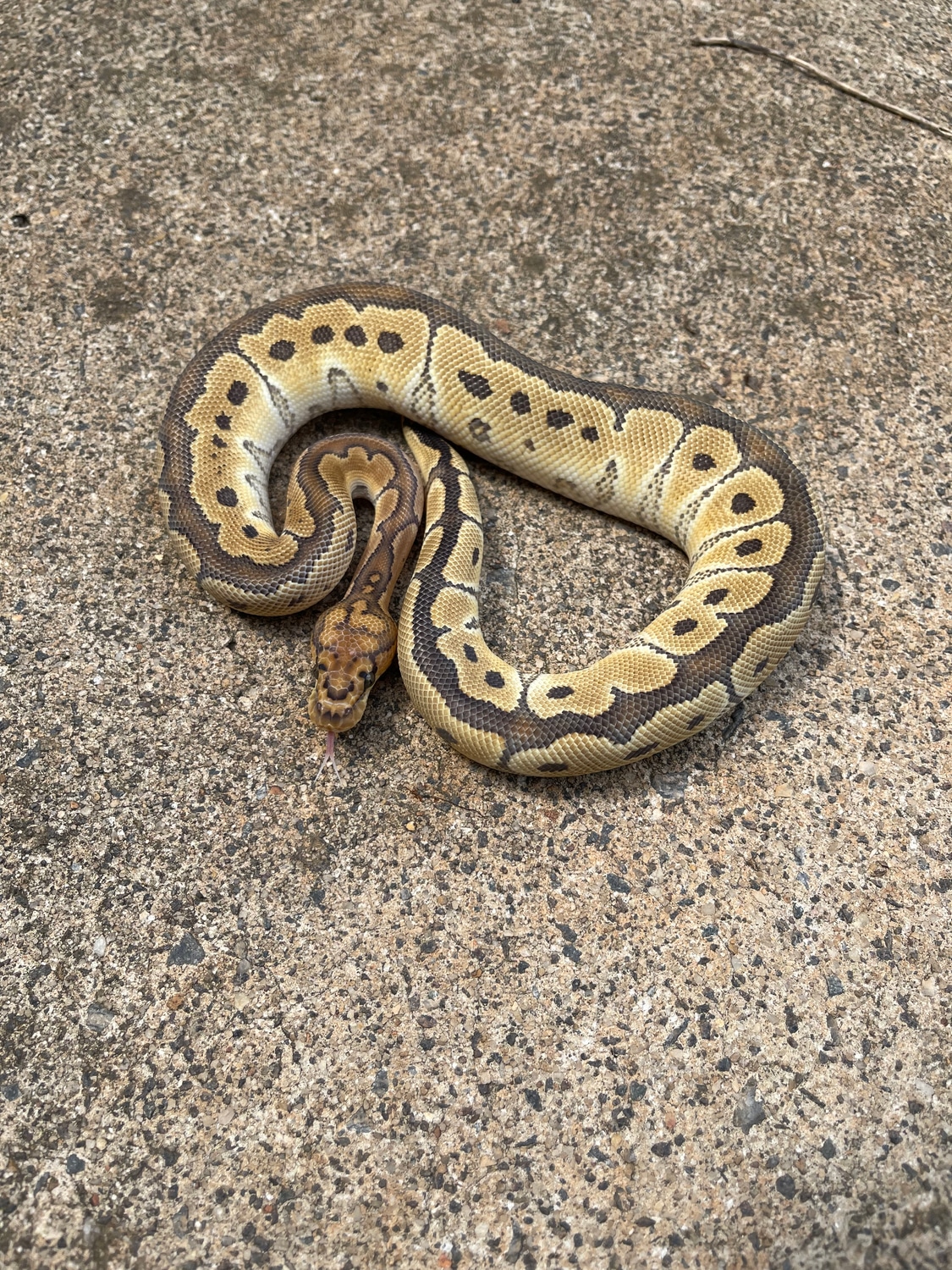 Clown 66 Hypo Ball Python by Cryptic Keepers - MorphMarket
