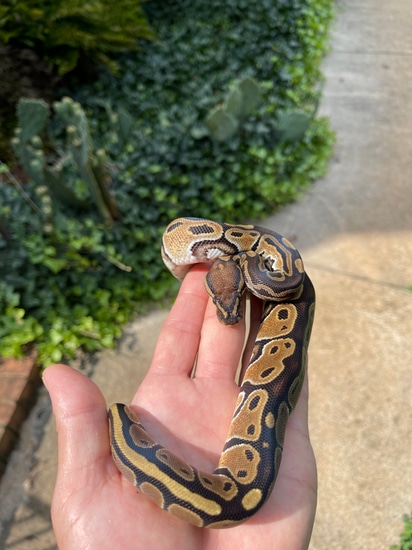 100 Het Clown Ball Python by Cryptic Keepers