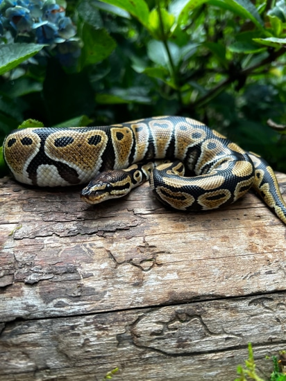 Het Hypo Clown Ball Python by Cryptic Keepers