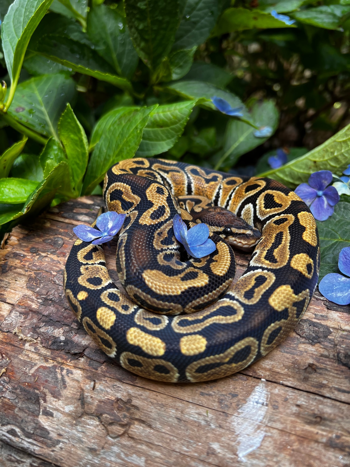 Typhoon 100 Het Clown 50 Het Hypo Ball Python by Cryptic Keepers ...
