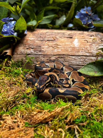 Normal Ball Python by Cryptic Keepers