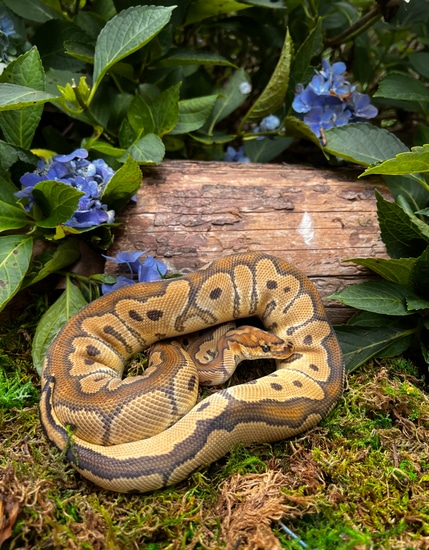 Clown 66 Het Hypo Ball Python by Cryptic Keepers