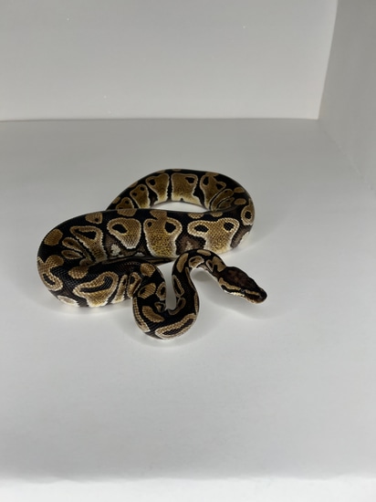 100% Het Clown 50% Het Hypo Ball Python by Cryptic Keepers