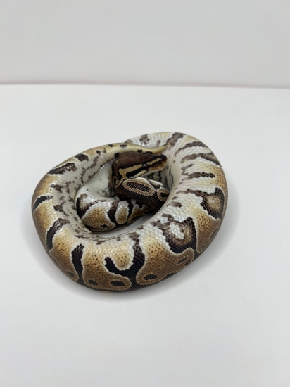 100% Het Clown Ball Python by Cryptic Keepers