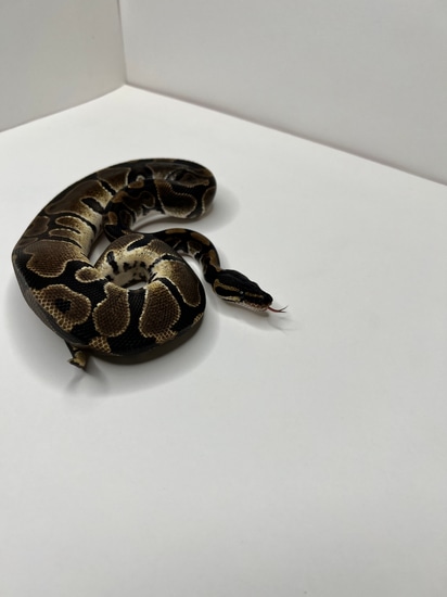Normal Ball Python by Cryptic Keepers