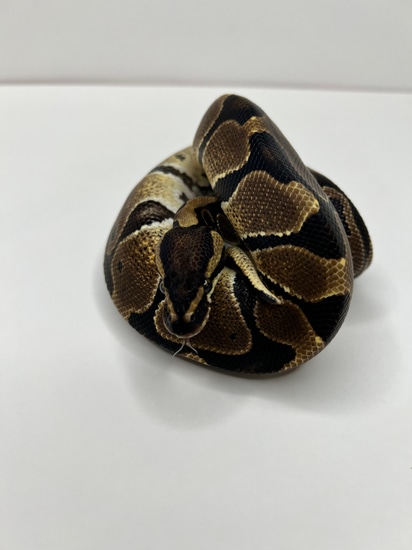 Normal Ball Python by Cryptic Keepers