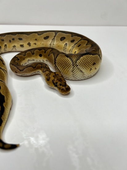 Clown 50% Het Hypo Ball Python by Cryptic Keepers