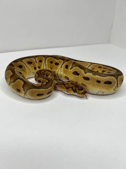 Clown 50% Hypo Ball Python by Cryptic Keepers