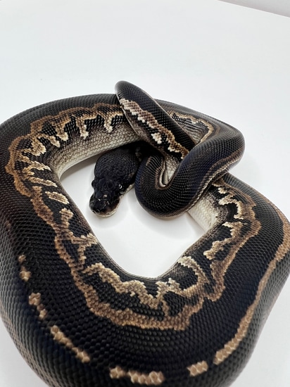 Blackhead Cinnamon Ball Python by Cryptic Keepers