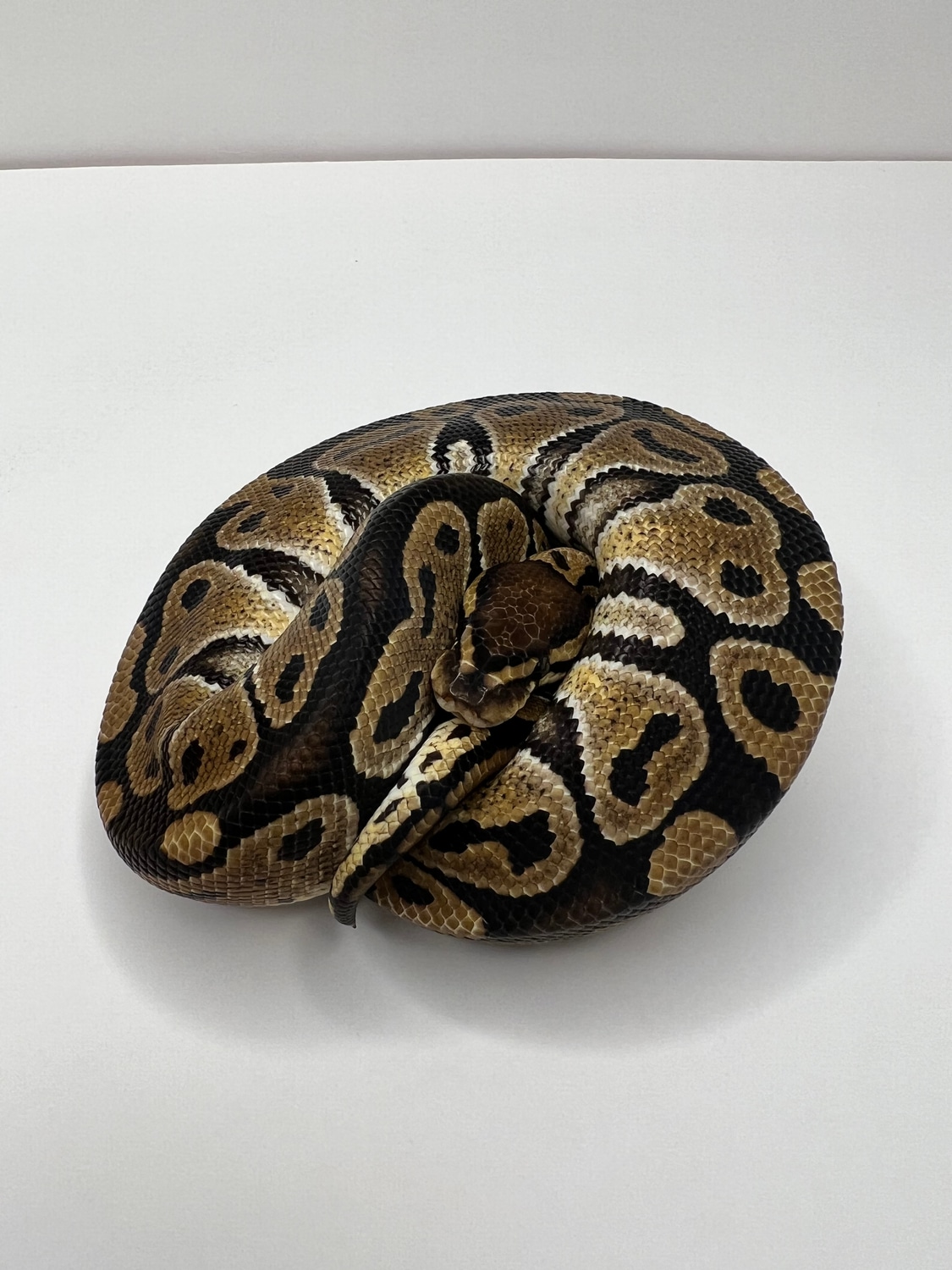 100% Double Het Hypo Clown Ball Python by Cryptic Keepers - MorphMarket