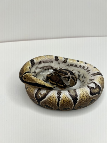 100% Double Het Hypo Clown Ball Python by Cryptic Keepers