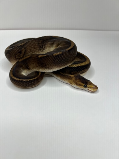 Blackhead Champagne Leopard Ball Python by Cryptic Keepers