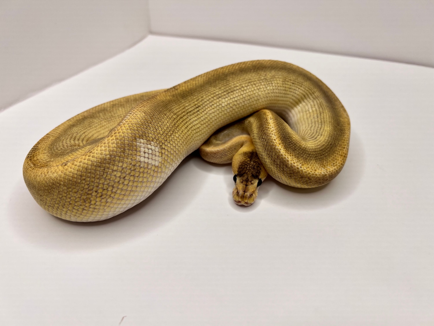 Phantom Champagne Ball Python by Cryptic Keepers - MorphMarket