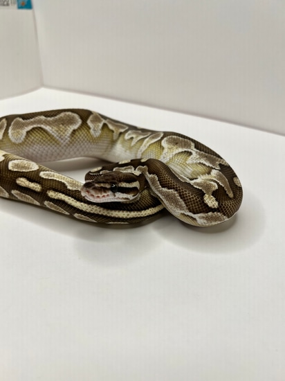 Lesser 100% Het Desert Ghost Ball Python by Cryptic Keepers