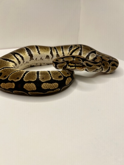 66 Hypo Clown Double Ball Python by Cryptic Keepers