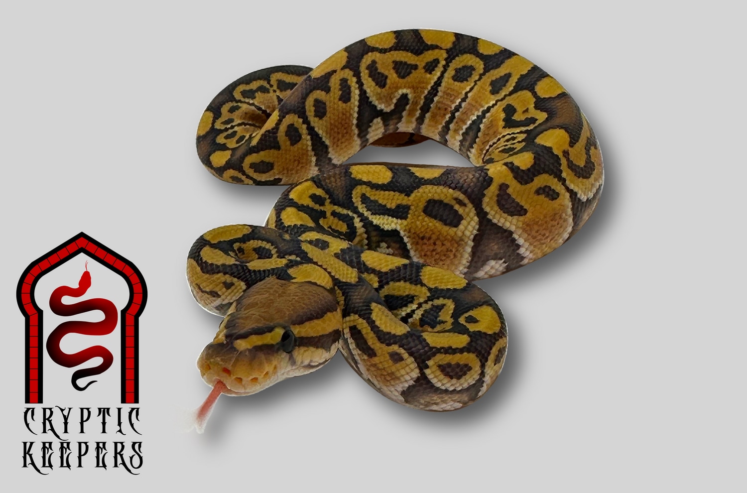 Hypo 100% Het Clown Ball Python by Cryptic Keepers - MorphMarket