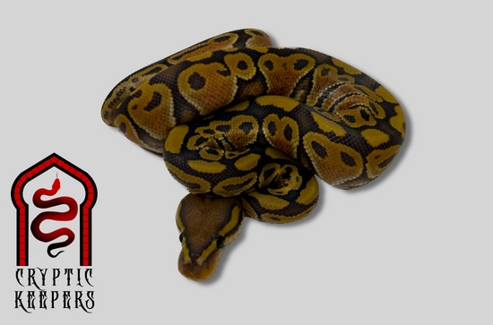 Hypo 100% Het Clown Ball Python by Cryptic Keepers
