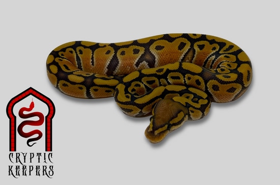 Hypo 100% Het Clown Ball Python by Cryptic Keepers