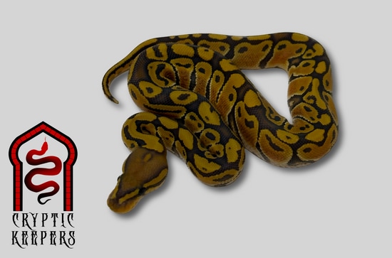 Hypo 100% Het Clown Ball Python by Cryptic Keepers