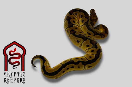 Clown Ball Python by Cryptic Keepers