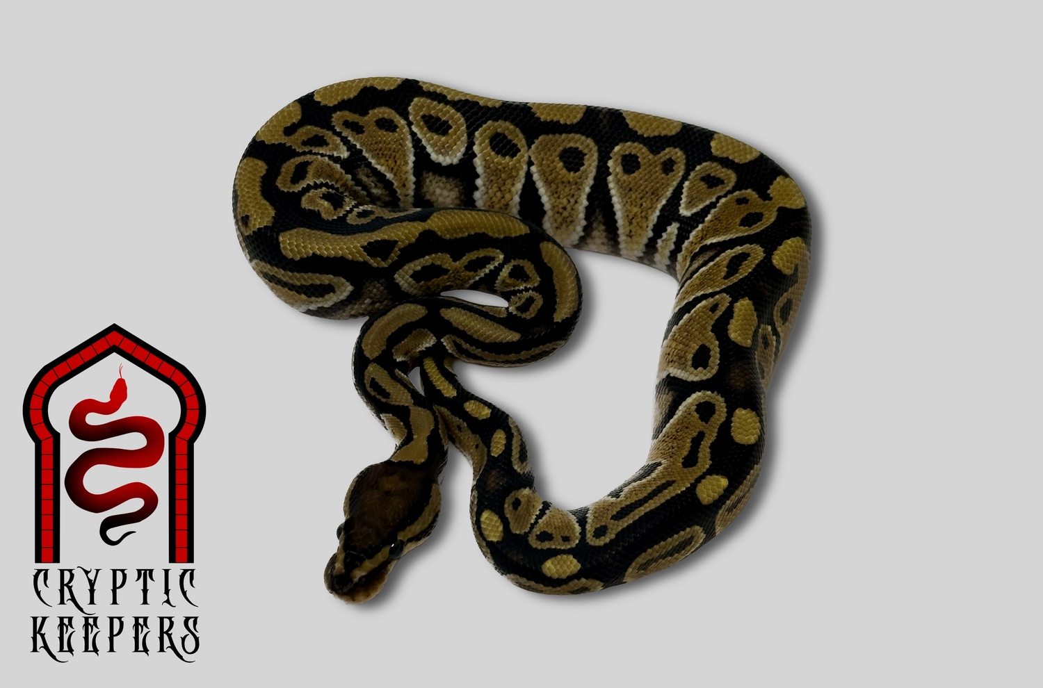 Normal 100% Het Clown Ball Python by Cryptic Keepers - MorphMarket