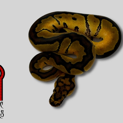 Normal Het Clown Ball Python by Cryptic Keepers - MorphMarket