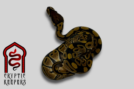 Normal Het Clown Ball Python by Cryptic Keepers