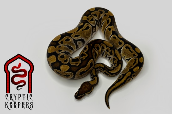 Normal Het Clown 66% Het Hypo Ball Python by Cryptic Keepers