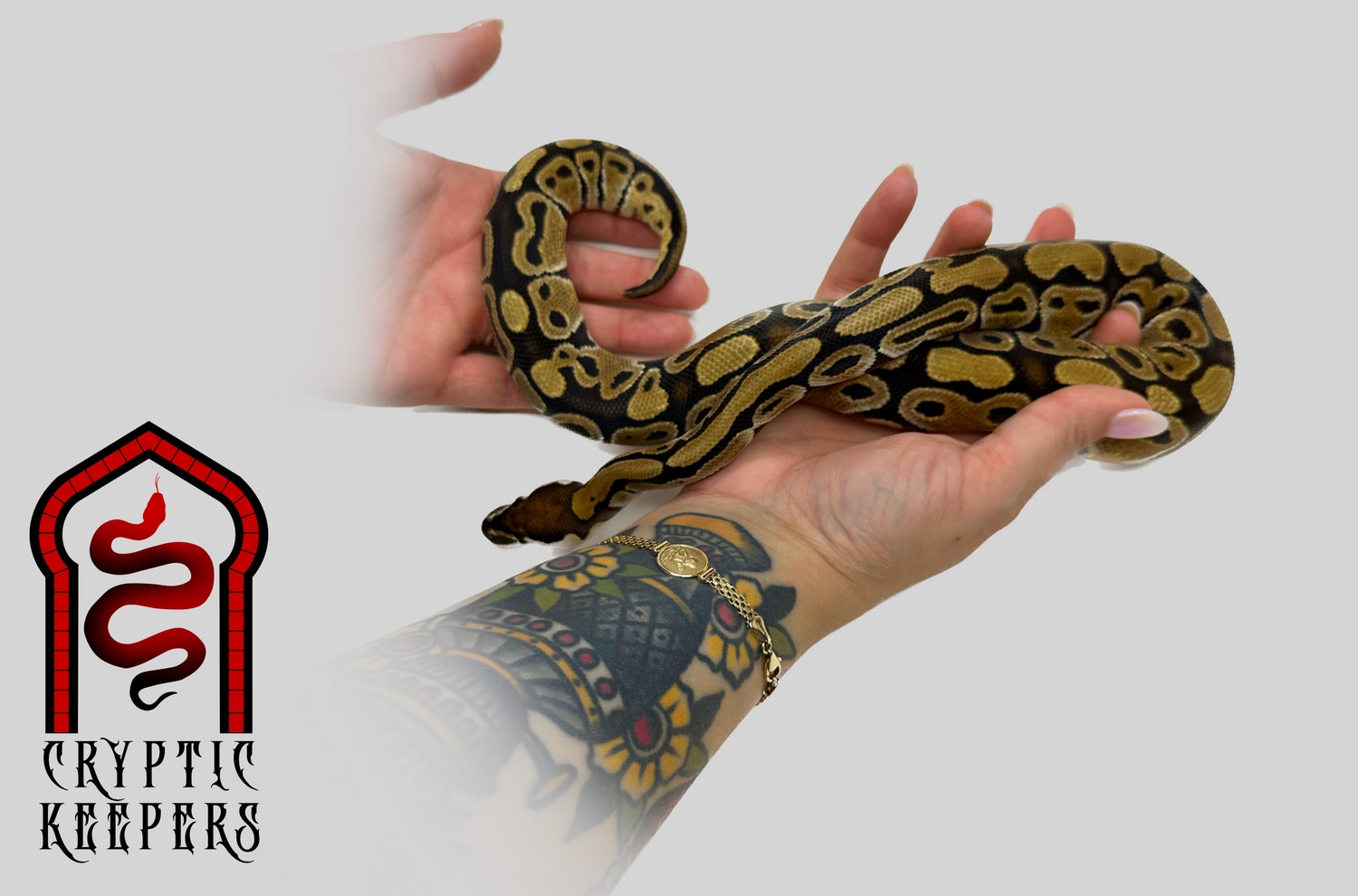 Normal Het Clown 66% Het Hypo Ball Python by Cryptic Keepers - MorphMarket