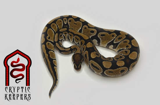 Normal 100% Het Hypo 100% Het Clown Ball Python by Cryptic Keepers