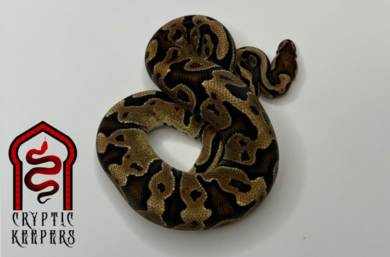 Fire Het Albino Ball Python by Cryptic Keepers