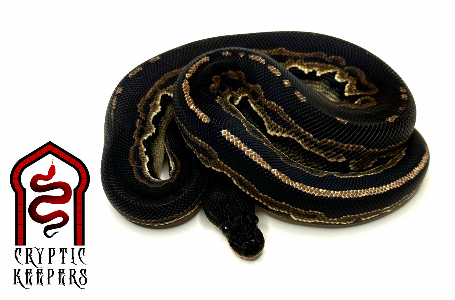 Black Head Cinnamon Ball Python by Cryptic Keepers - MorphMarket