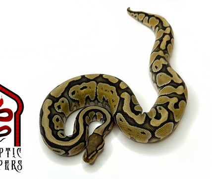 Normal Het Clown 66% Het Hypo Ball Python by Cryptic Keepers - MorphMarket