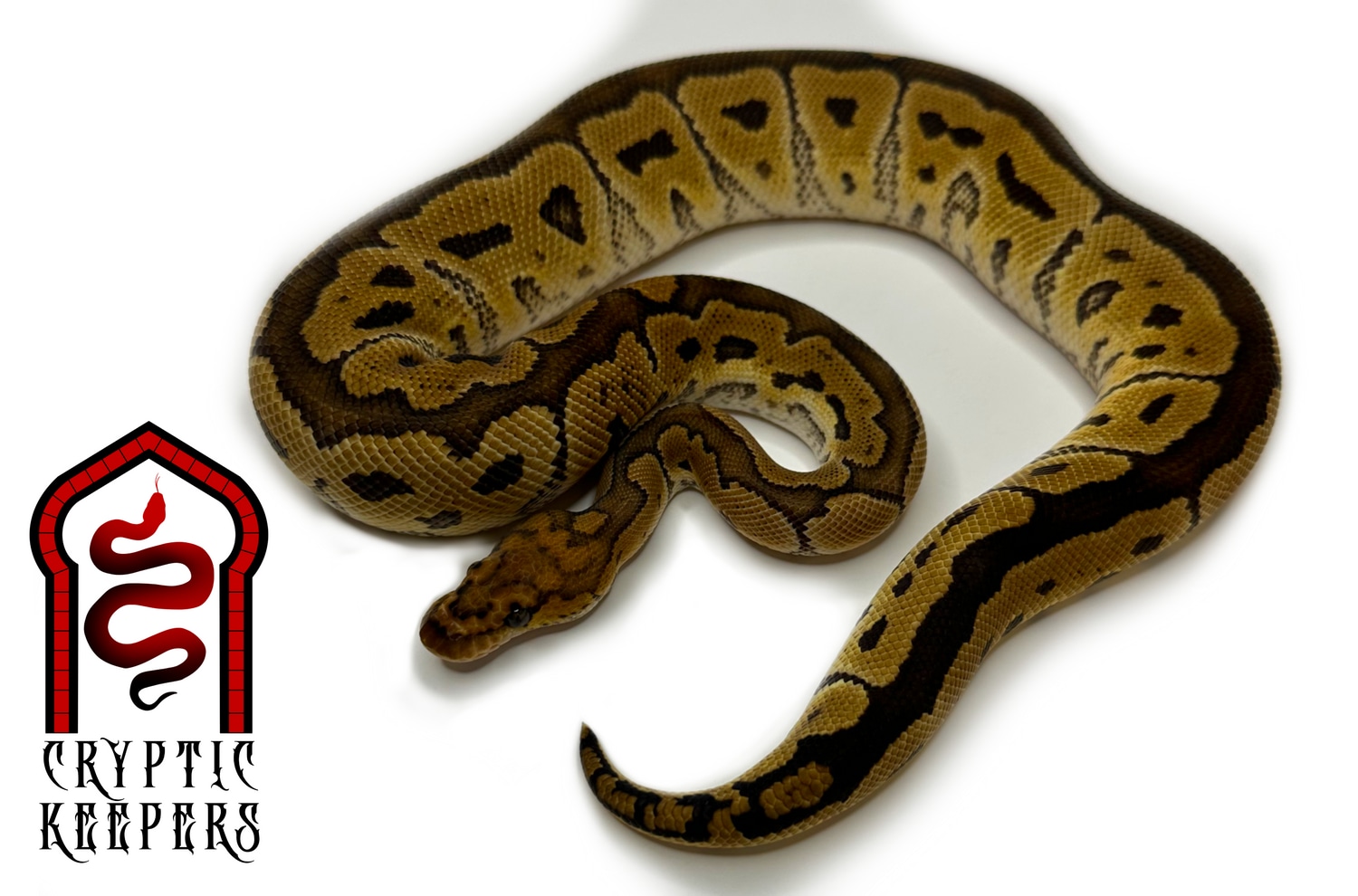 Clown Het Hypo Ball Python by Cryptic Keepers - MorphMarket