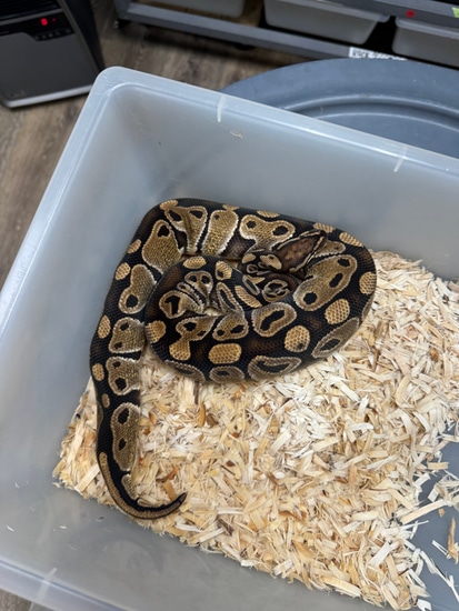 100 Het Clown 66 Het Hypo Ball Python by Cryptic Keepers